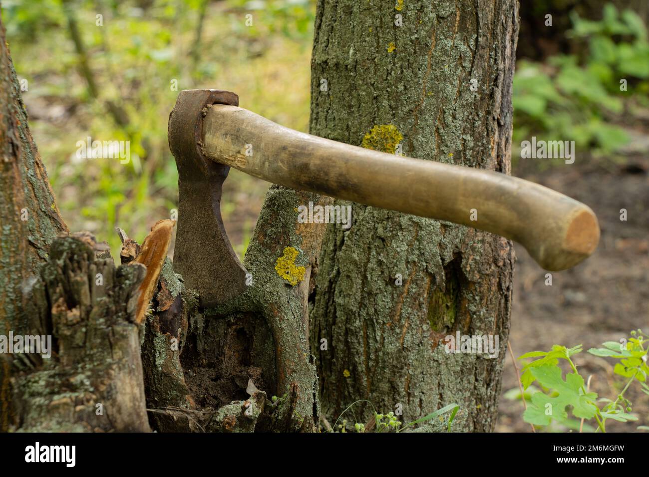 old ax sticks out in a tree in a forest in the sun on a grass ...