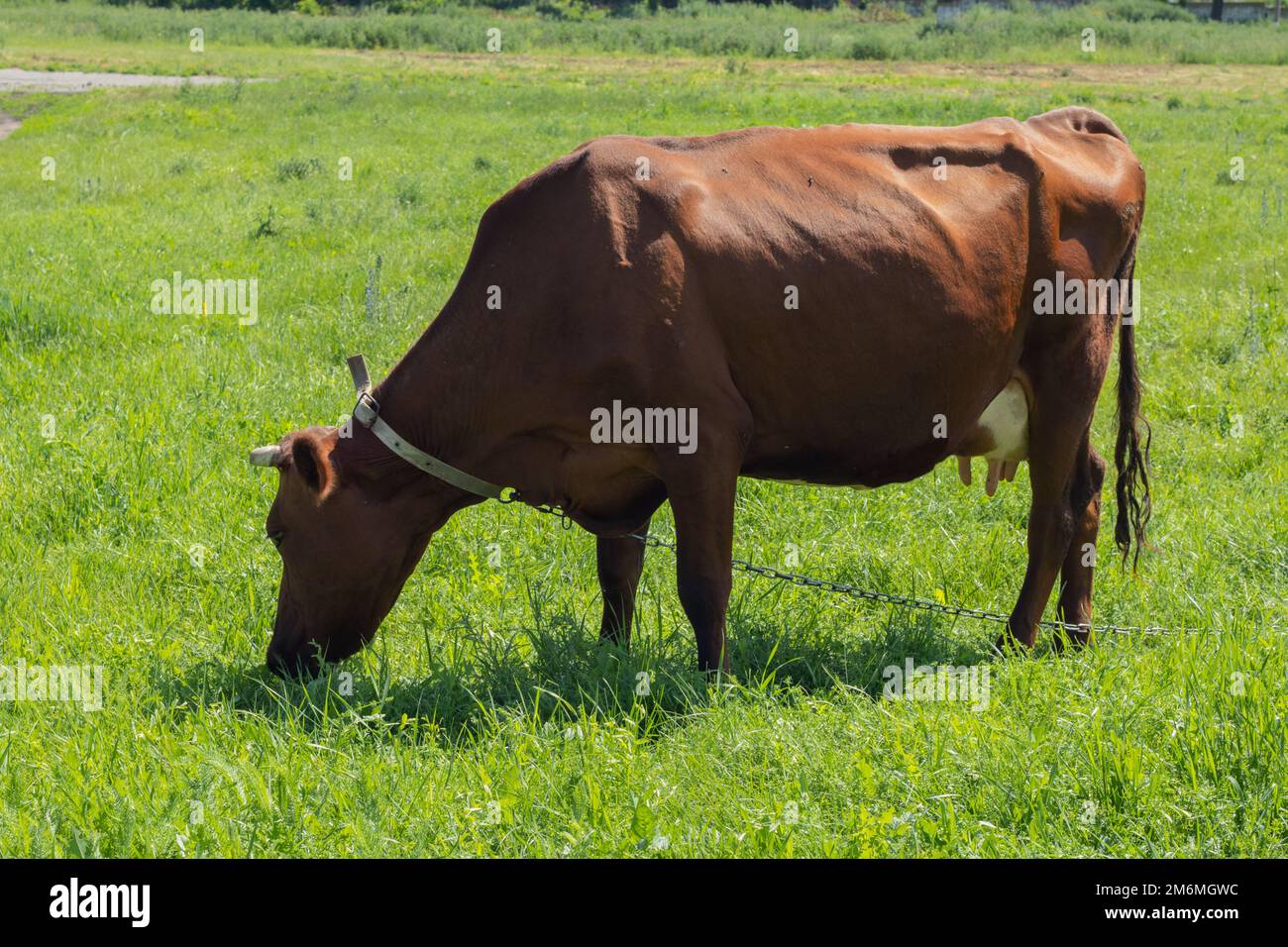 brown cow on a chain grazes on the grass Stock Photo - Alamy