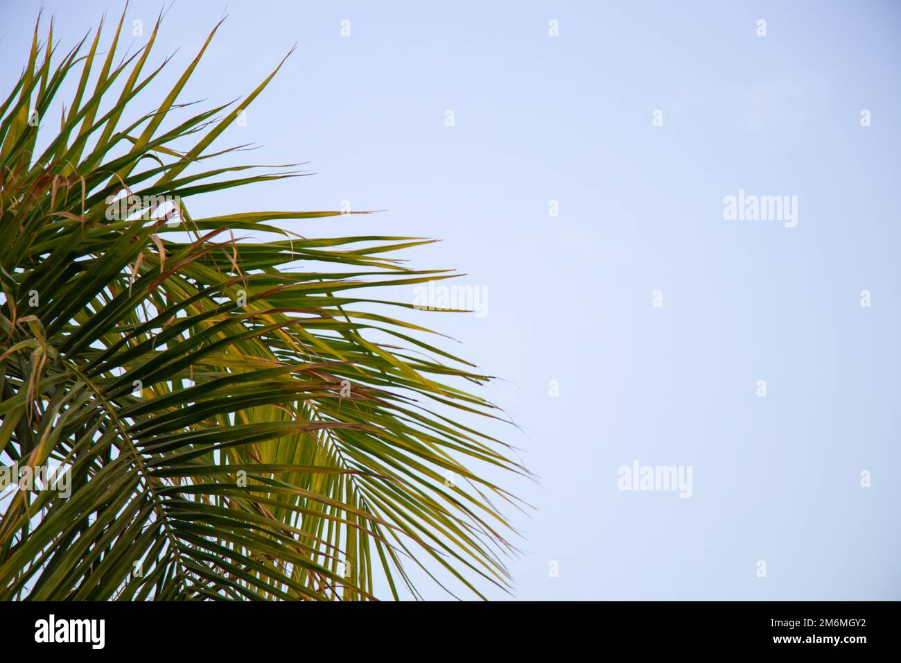 palm tree against the blue sky in sunny weather in Egypt Stock Photo ...
