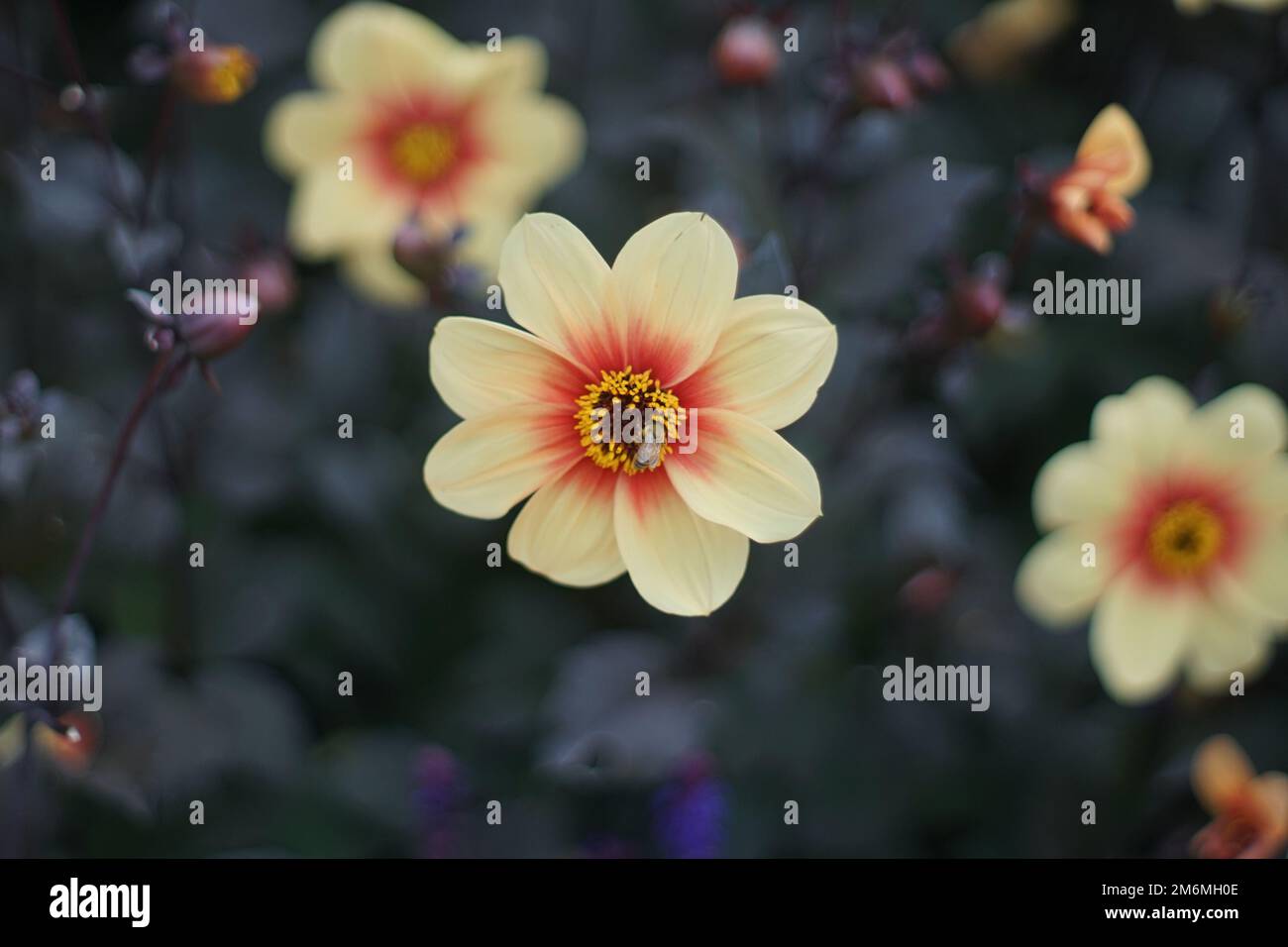 A selective of dahlia Moonfire flowers in a botanical garden in ...