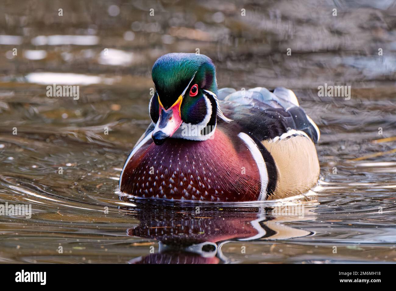 A close-up shot of a wood duck swimming in the lake Stock Photo - Alamy
