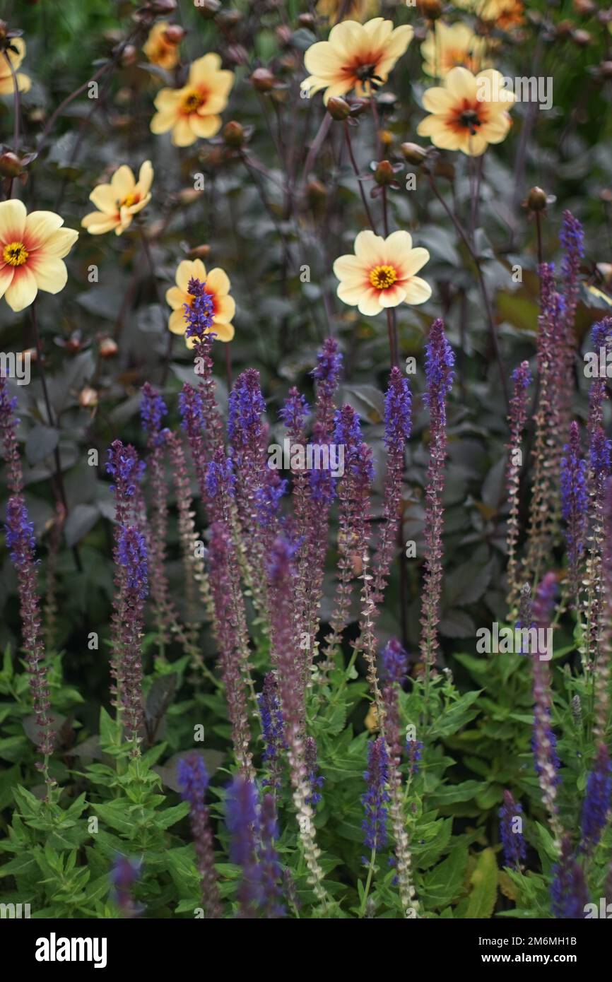 A selective of dahlia Moonfire flowers in a botanical garden in ...