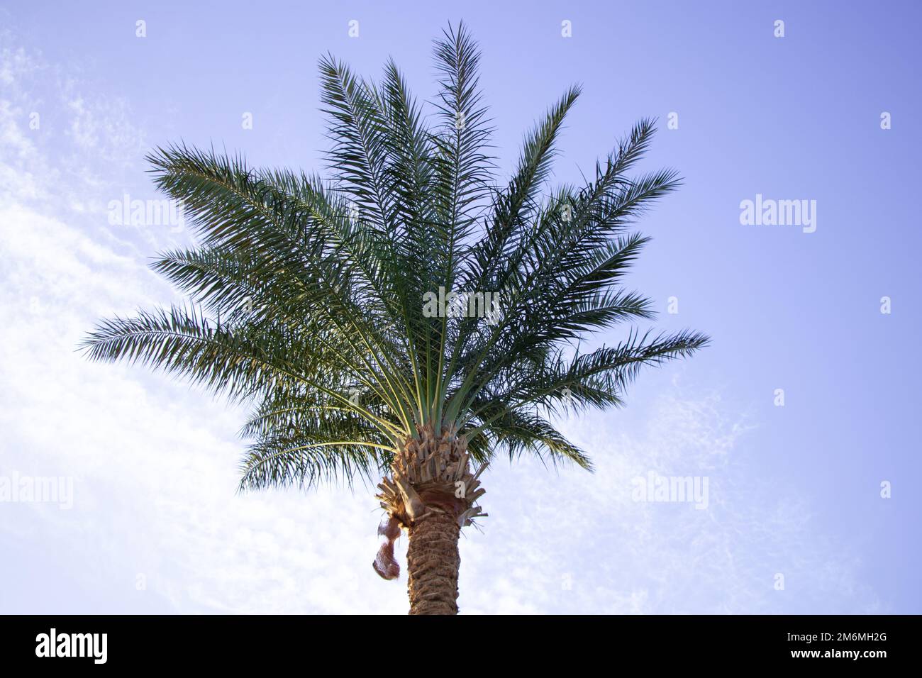 Date palm tree egypt hi-res stock photography and images - Alamy
