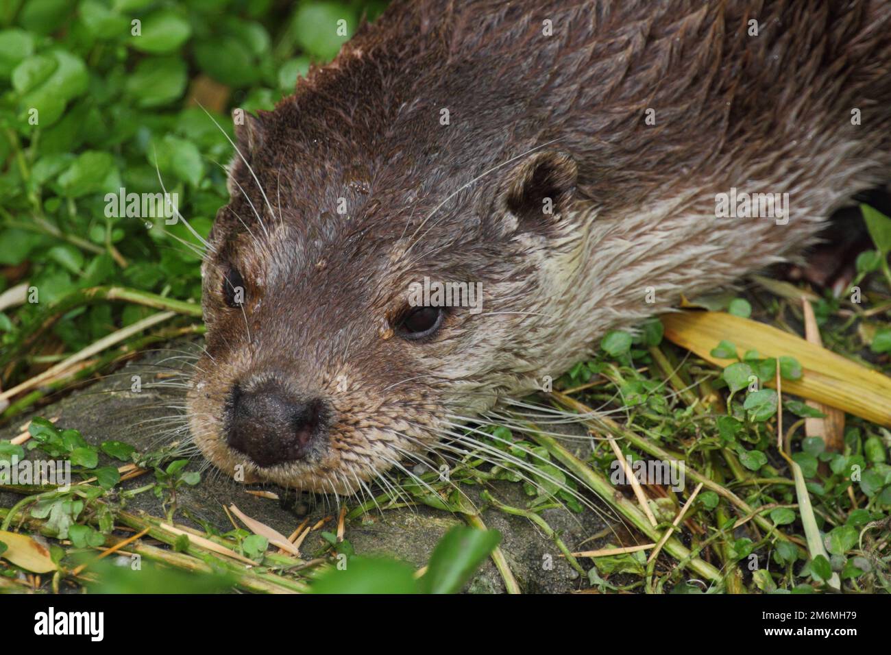 Otter (Lutra lutra Stock Photo - Alamy