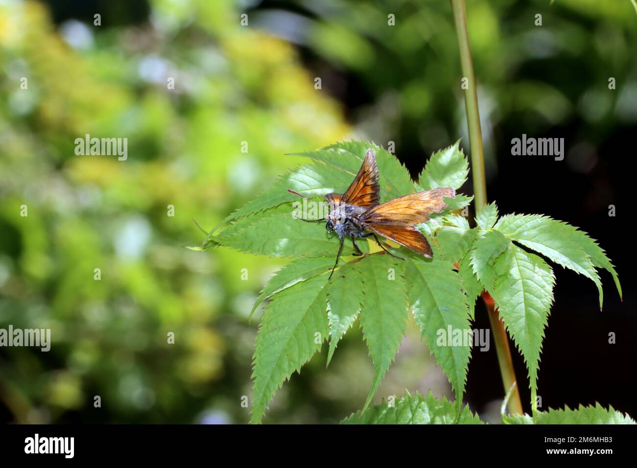 Rusty Dickwing Butterfly (Ochlodes sylvanus, syn. Augiades sylvanus ...