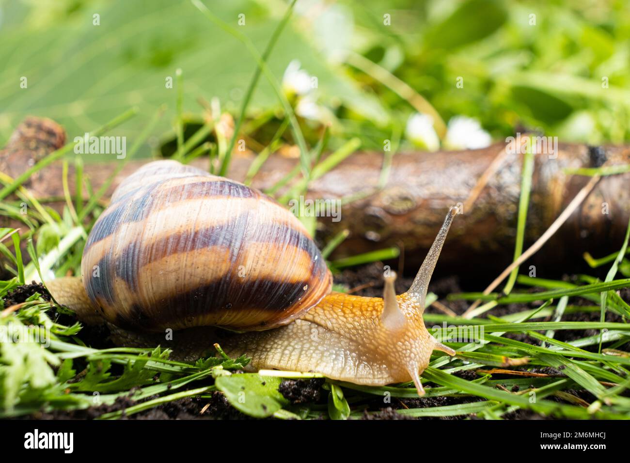 Helix pomatia snail leisurely crawls on the grass Stock Photo - Alamy