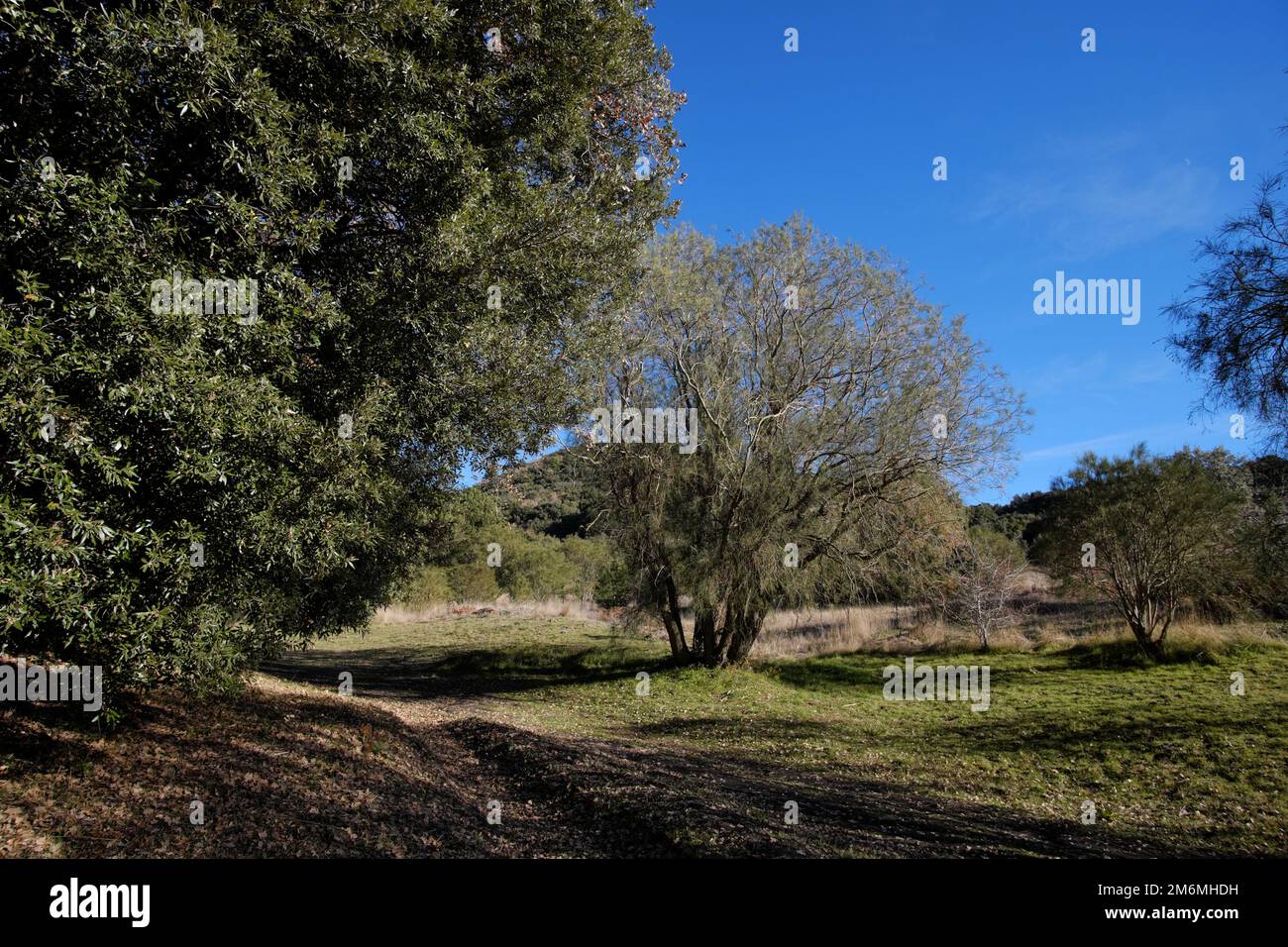 Holm Oak and Mount Etna Broom tree in Sicily, Etna Park, Italy Stock ...