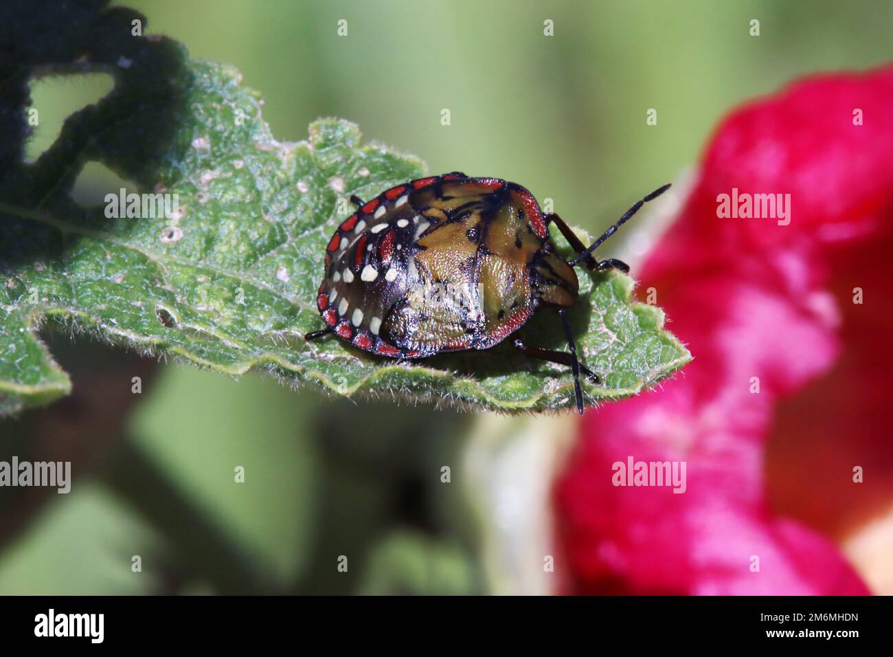 Green rice bug (Nezara viridula), 4th instar nymph Stock Photo - Alamy