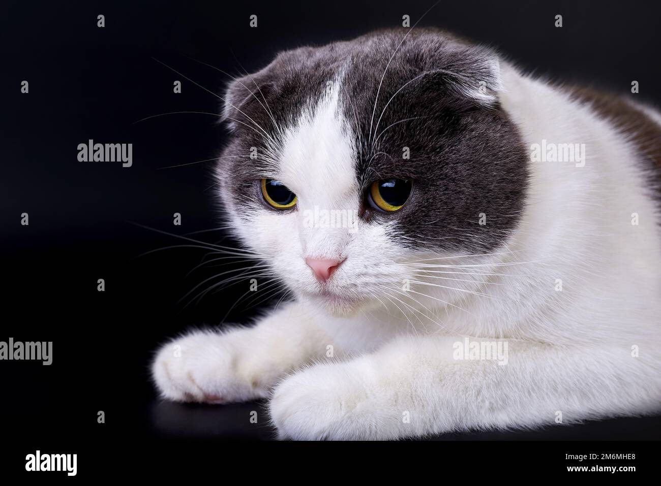Cute cat on dark background, copy space Stock Photo - Alamy