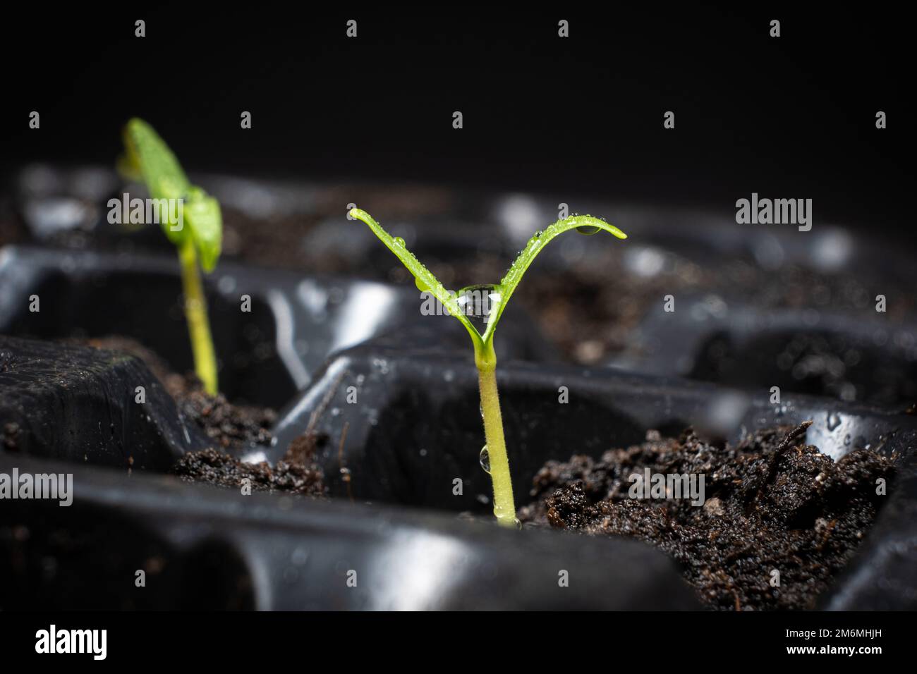 Growing peppers from seeds. Step 4 - First Sprouts Stock Photo - Alamy