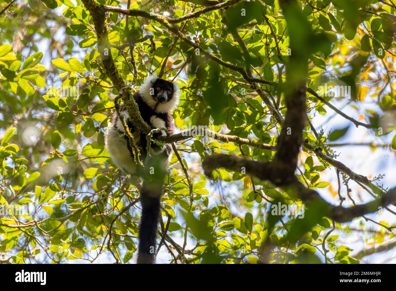 Endemic Black-and-white ruffed lemur (Varecia variegata subcincta ...