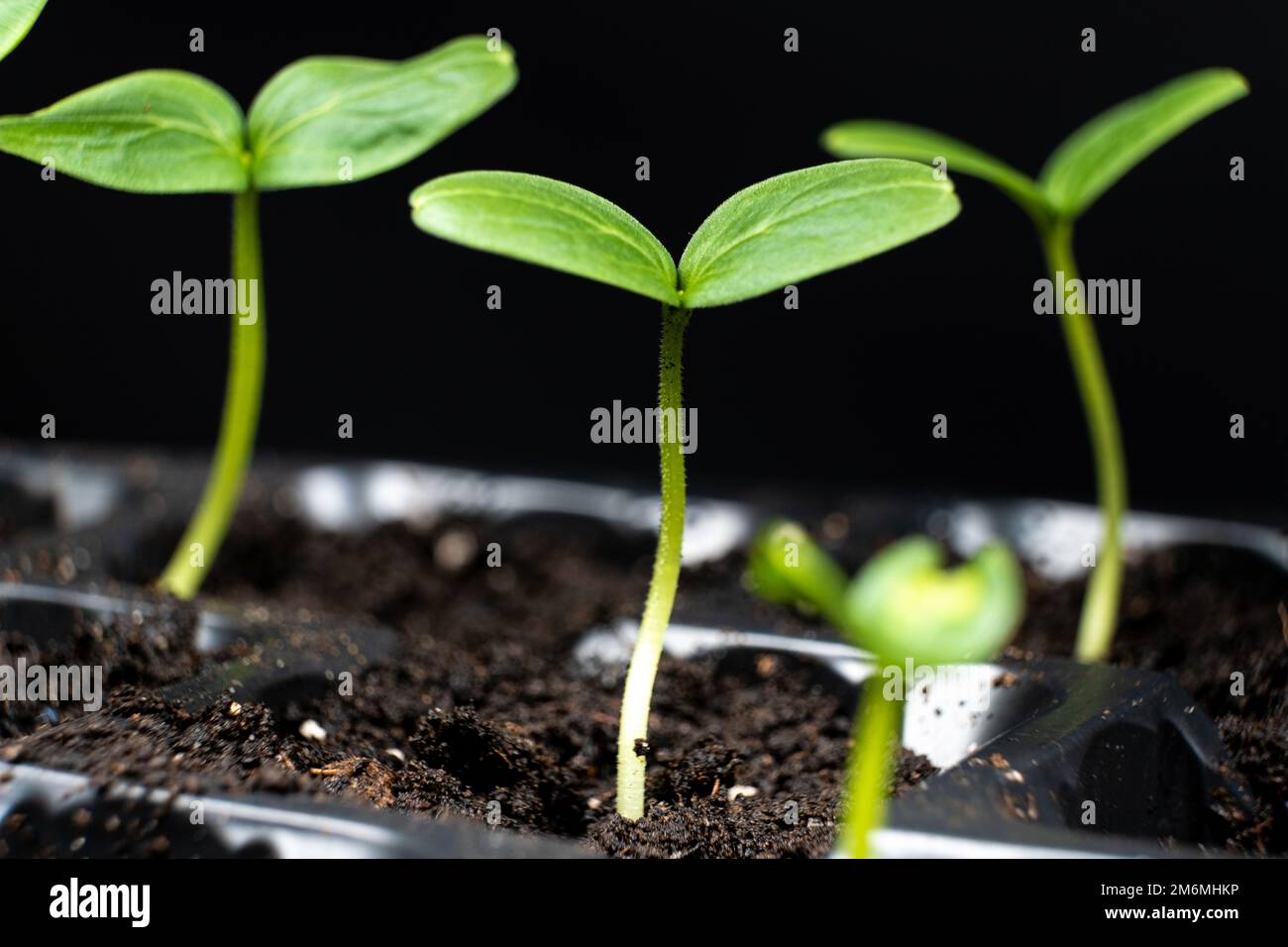 Growing cucumbers from seeds. Step 4 - First Sprouts Stock Photo - Alamy