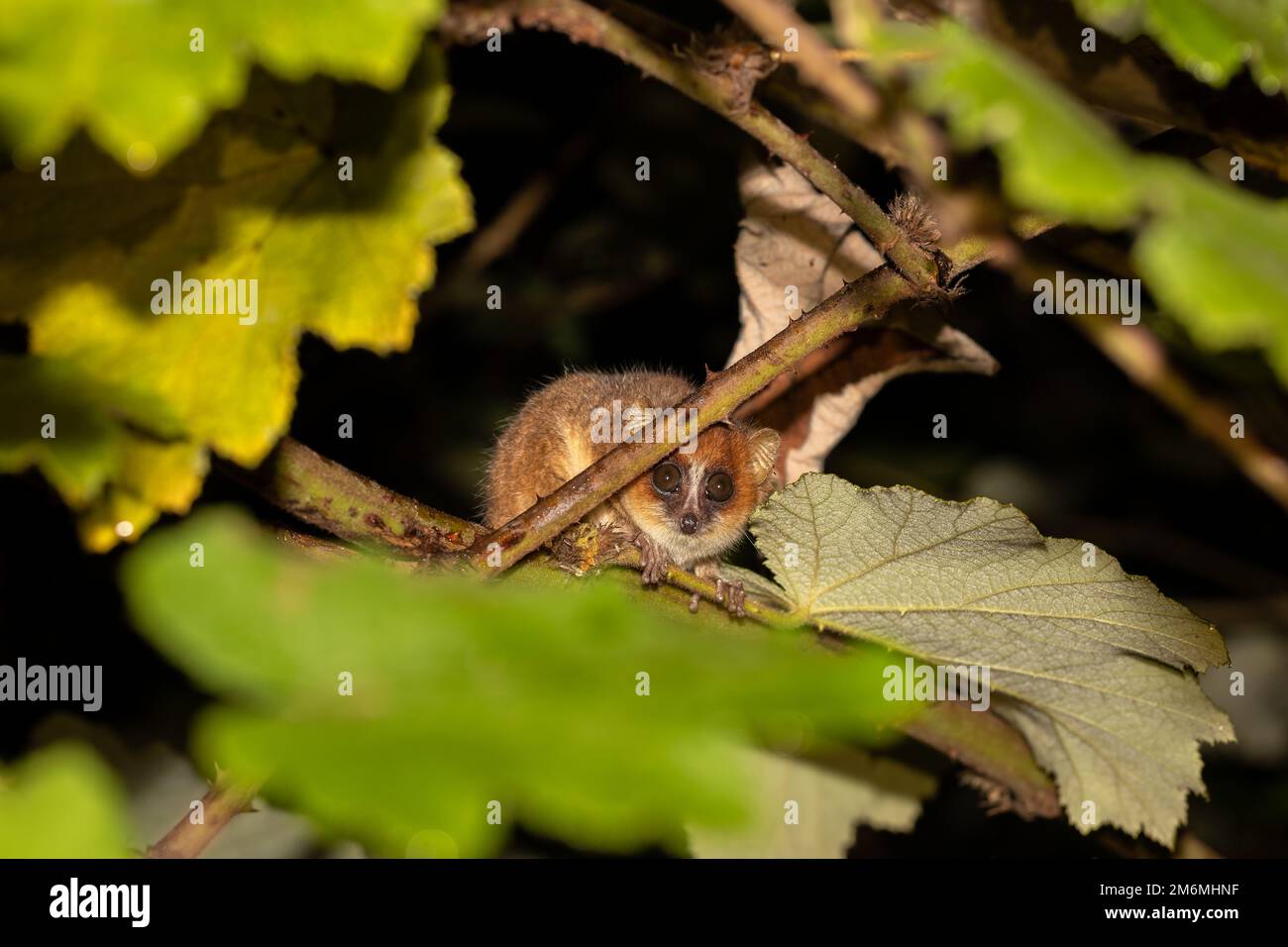 Nocturnal Goodman's mouse lemur (Microcebus lehilahytsara) Endangered ...