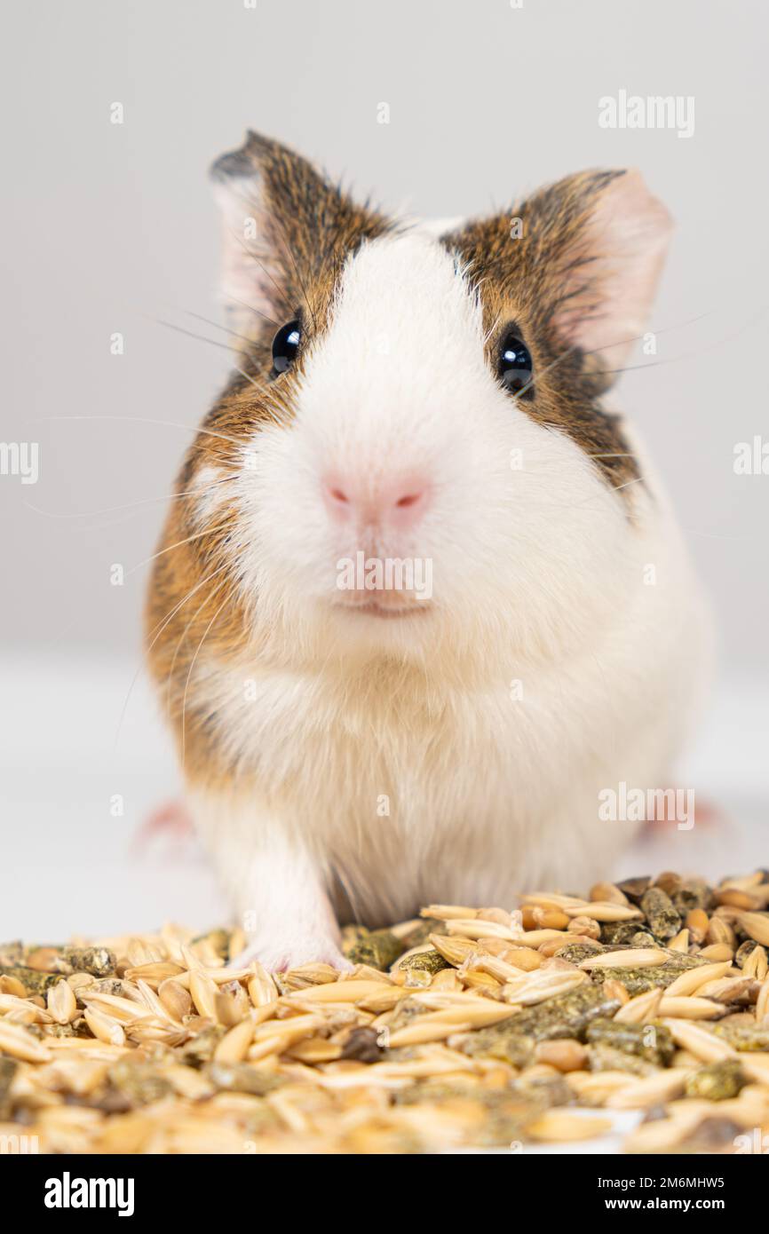 A small guinea pig sits near the feed on a white background Stock Photo ...