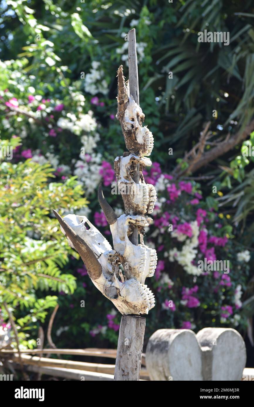 Timorese traditional music instruments hi-res stock photography and ...