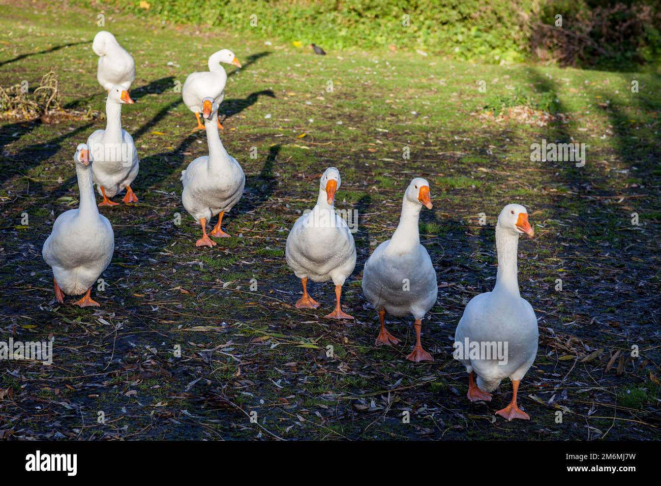 Gaggle of geese hi-res stock photography and images - Alamy