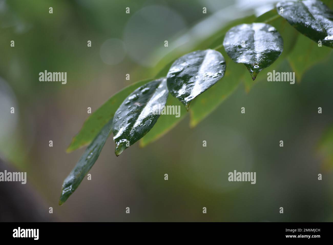 Carbon offset flowers hi-res stock photography and images - Alamy