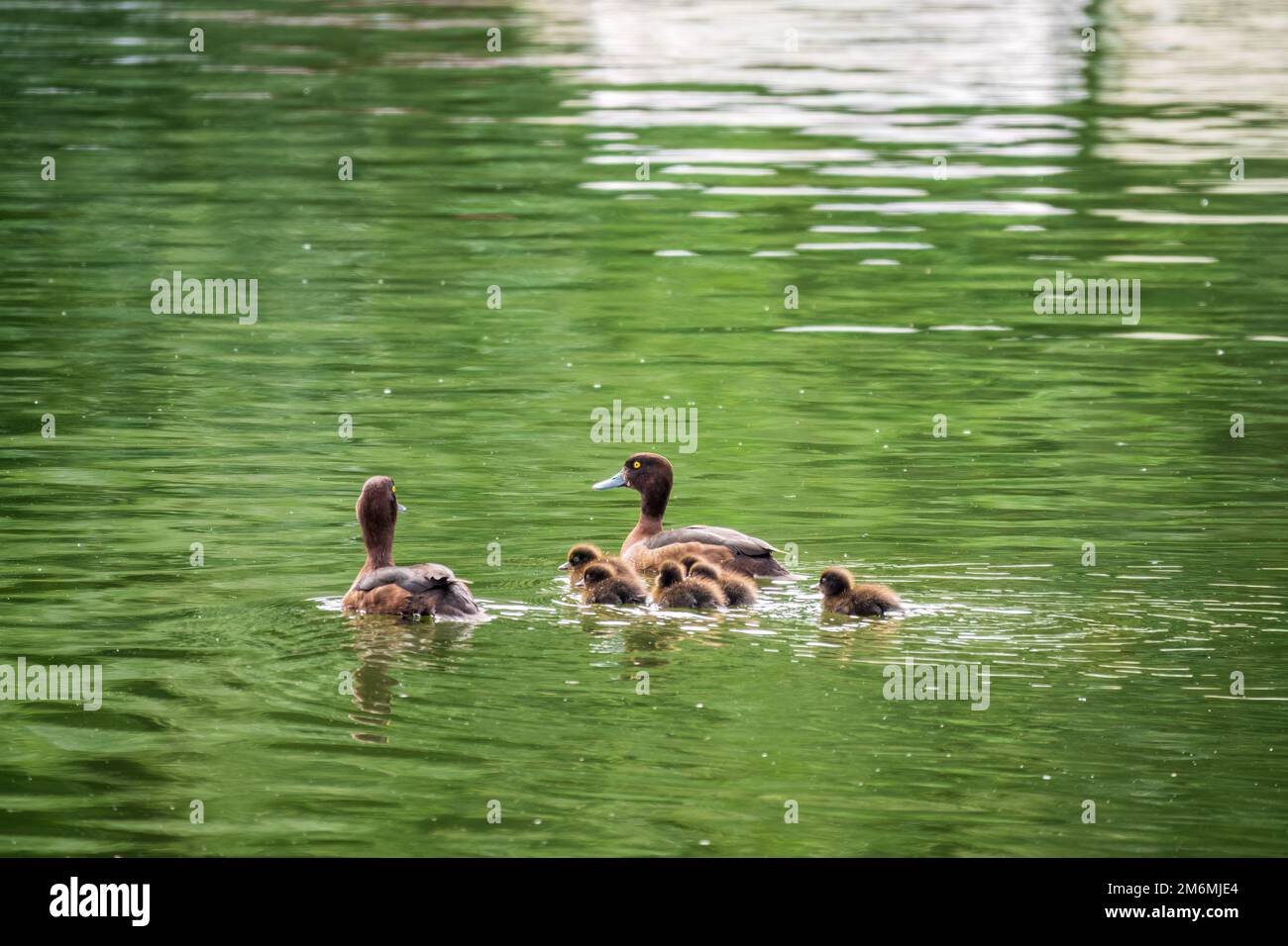 Tufted duck Family swims with their ducklings in green lake water. A ...