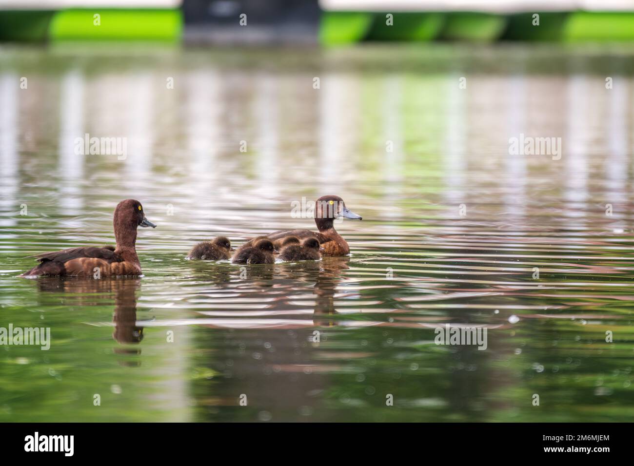Tufted duck Family swims with their ducklings in green lake water. A ...