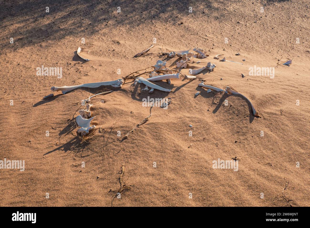 Bones of a dead camel in the desert at Marsabit, Kenya Stock Photo - Alamy
