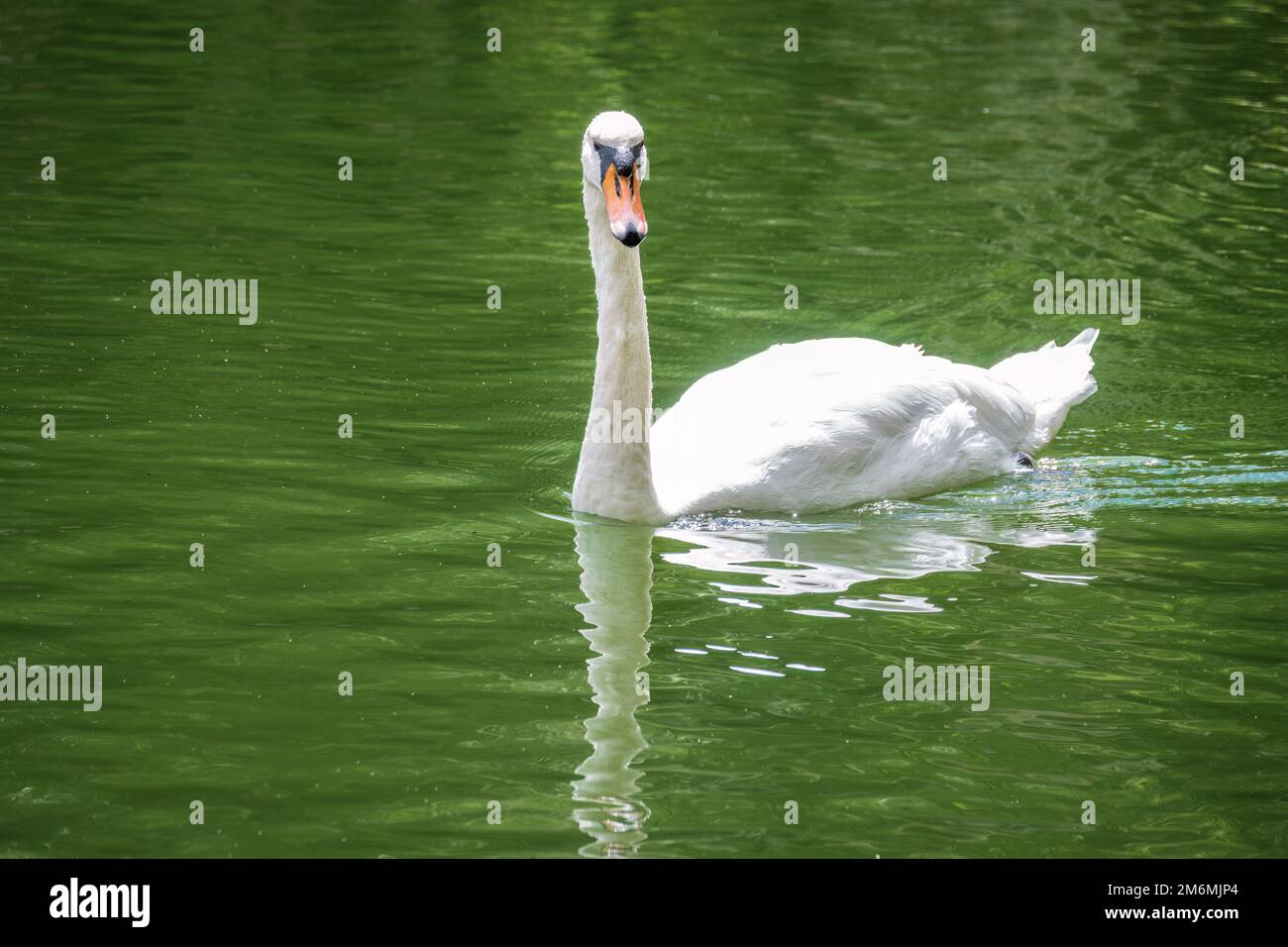 A graceful white swan swimming on a lake with dark water. The white ...