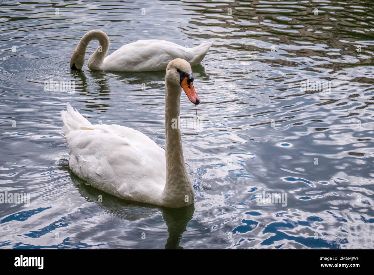 Two graceful white swans swim in the dark water. The mute swan, Cygnus ...