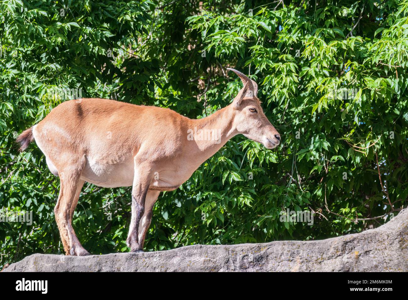 Mountain goat or East caucasian tur, female, latin name Carpa ...