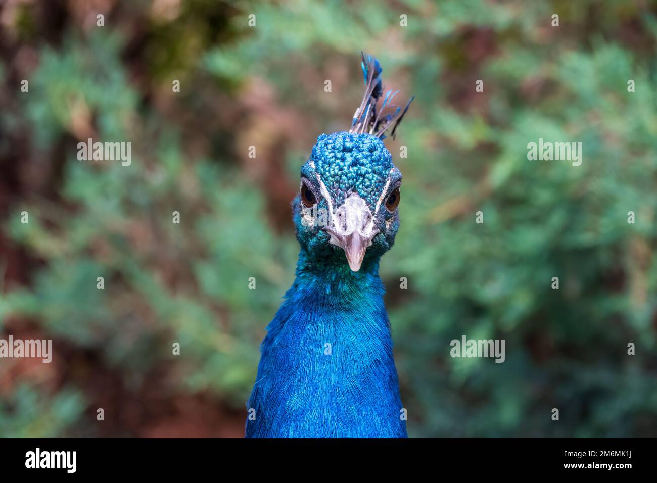 Peacock, Pavo cristatus, beautifully colored male portrait close-up ...