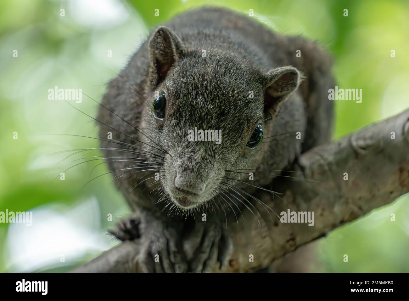 The brown squirrel is on the frangipani tree. It was looking forward ...