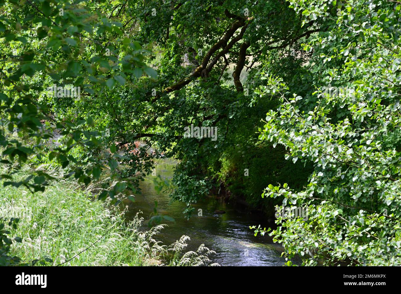 Landscape in Spring at the River Boehme in Bomlitz, Lower Saxony Stock ...