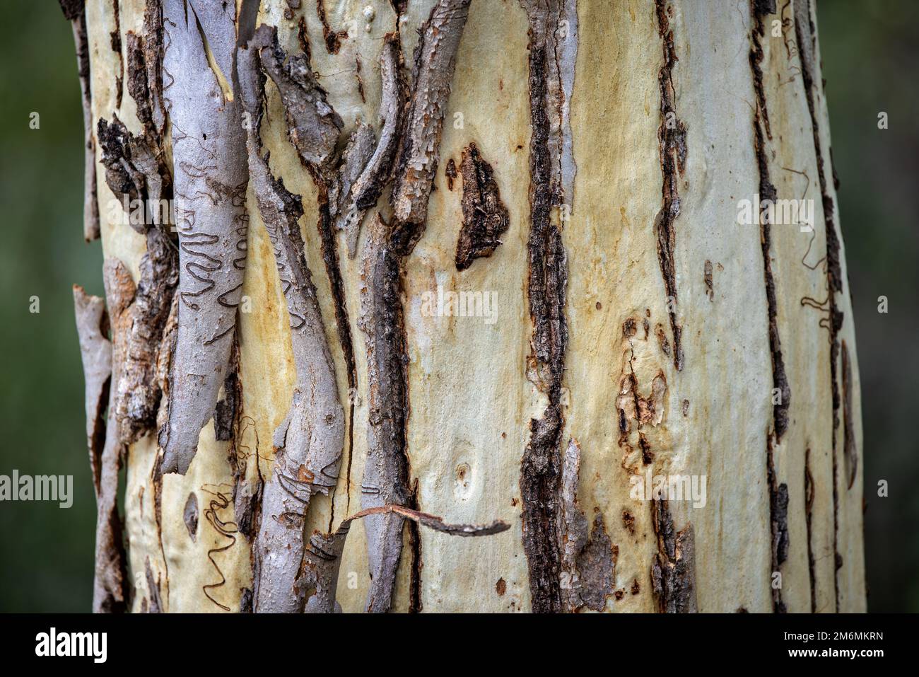 Sribble tree hi-res stock photography and images - Alamy