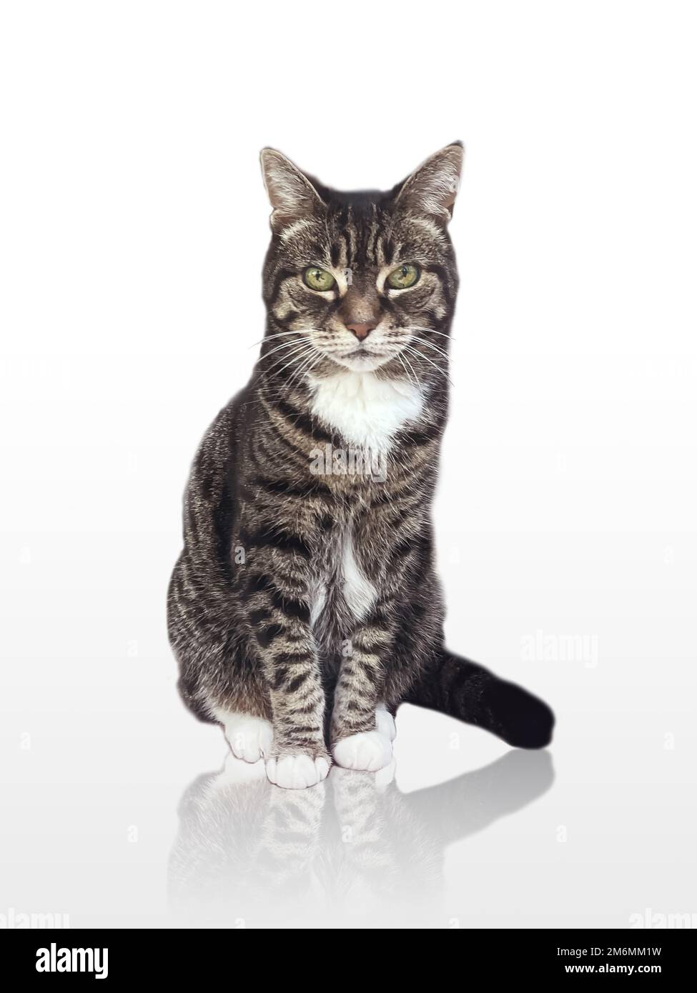 Beautiful female adult tabby cat posing on glossy white background ...
