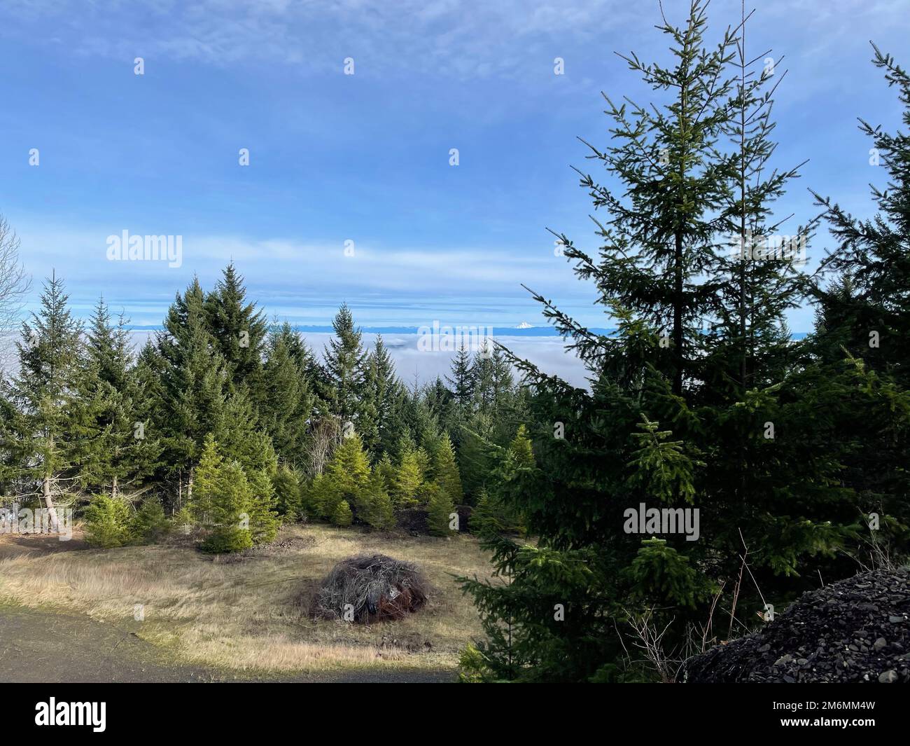 A landscape of an evergreen forest Stock Photo - Alamy