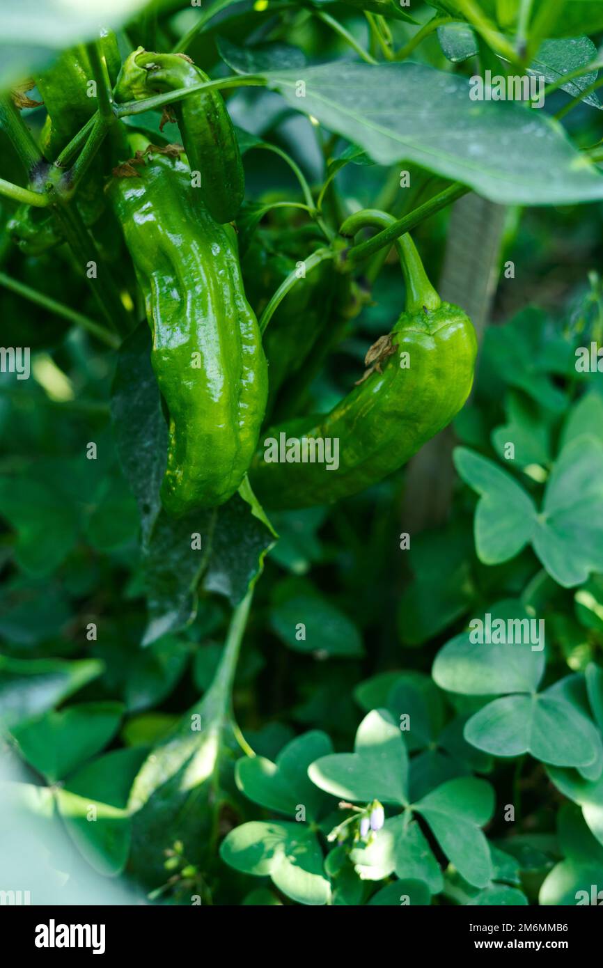 Italian bell pepper plant with green fruits in the vegetable garden ...