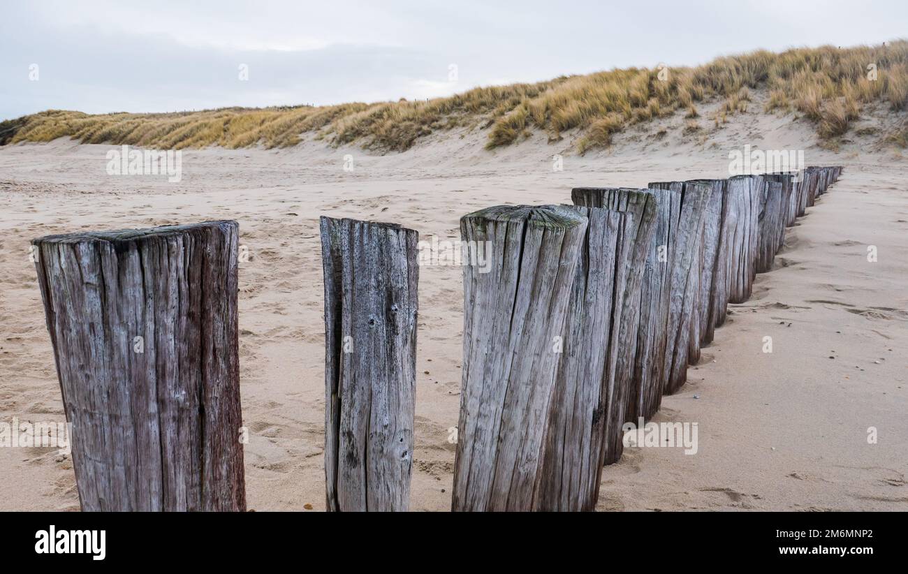 groynes on sandy beach by the sea made of weathered wooden piles in the ...