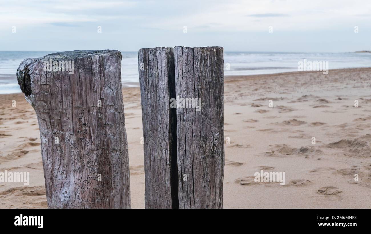close up of groynes on sandy beach by the sea made of weathered wooden ...