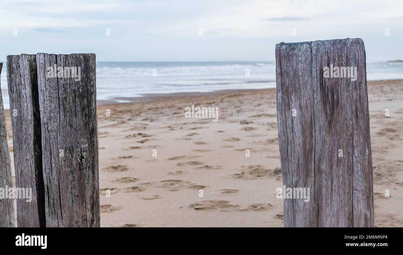 close up of groynes on sandy beach by the sea made of weathered wooden ...