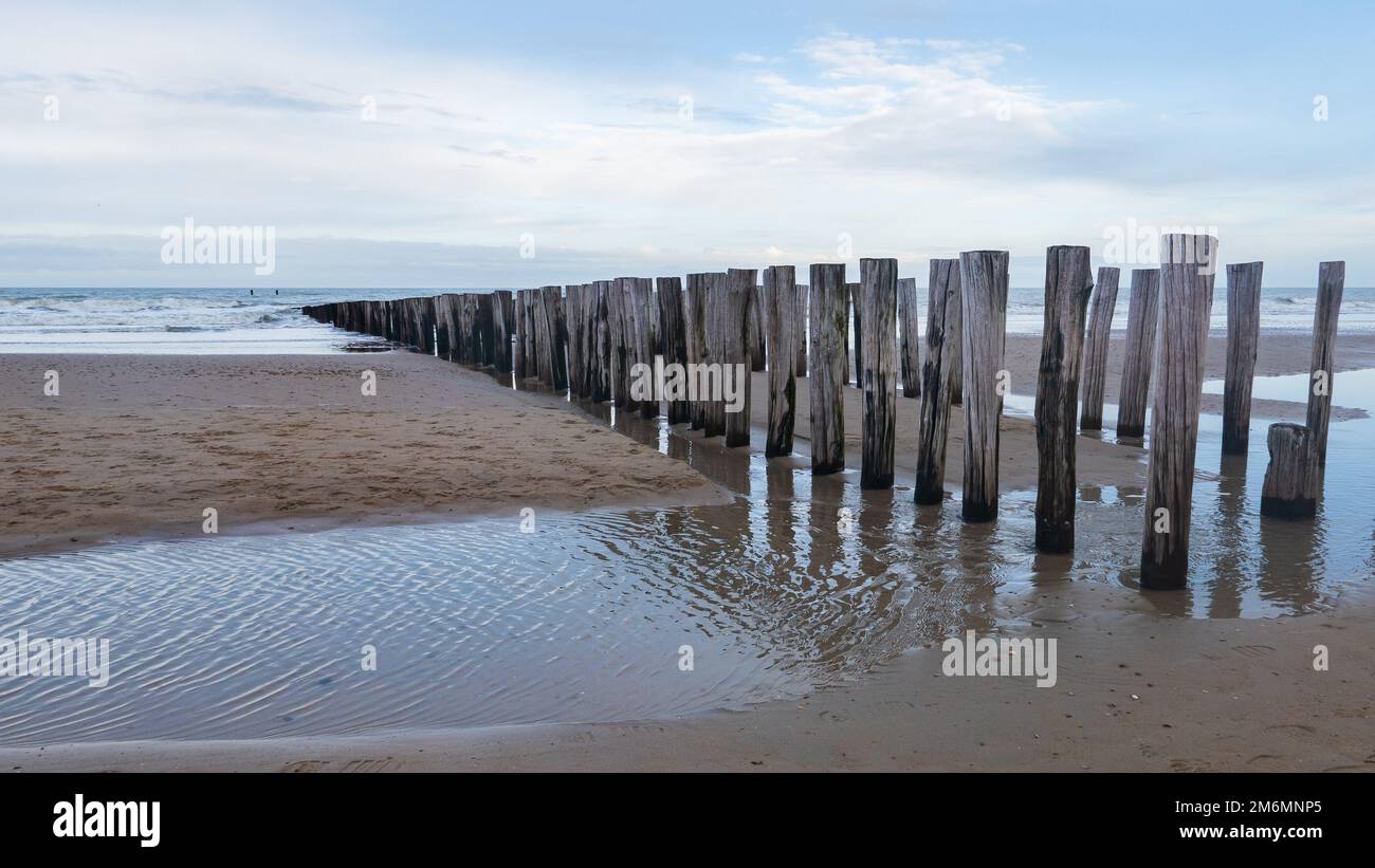 groynes on sandy beach by the sea made of weathered wooden piles in the ...