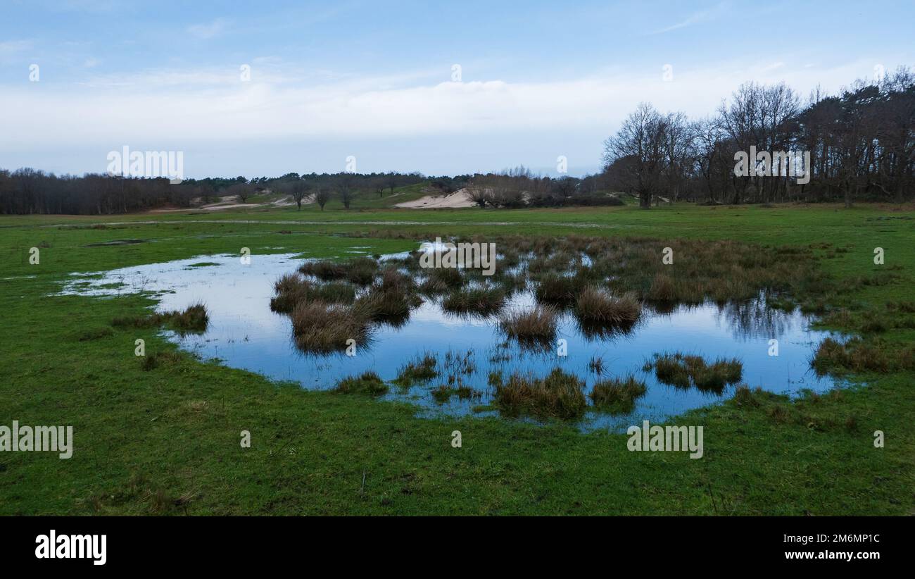 panorama of a green meadow with water in nature reserve oranjezon ...