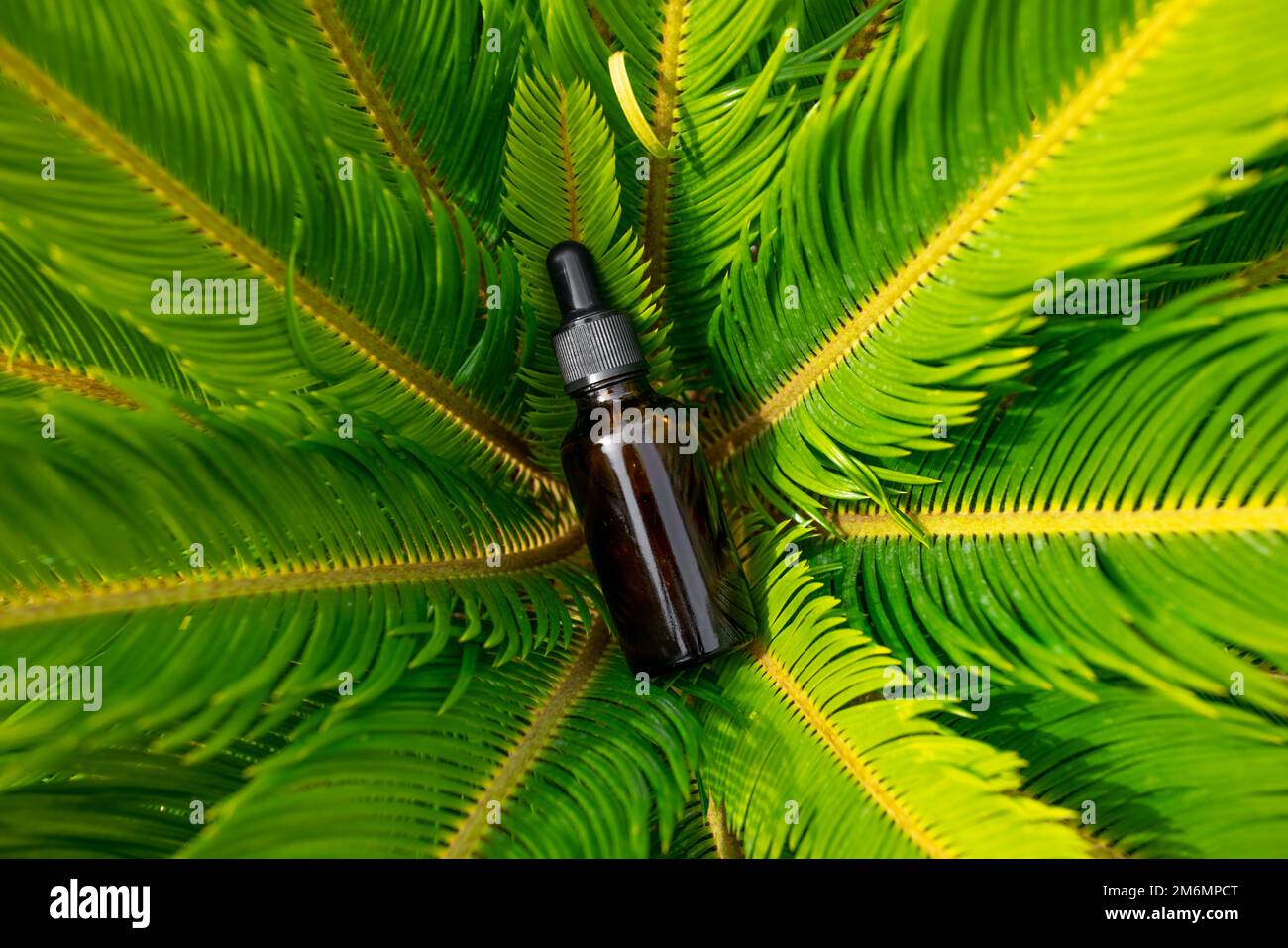 Essential oil in glass bottle on green plant outdoors , great design ...