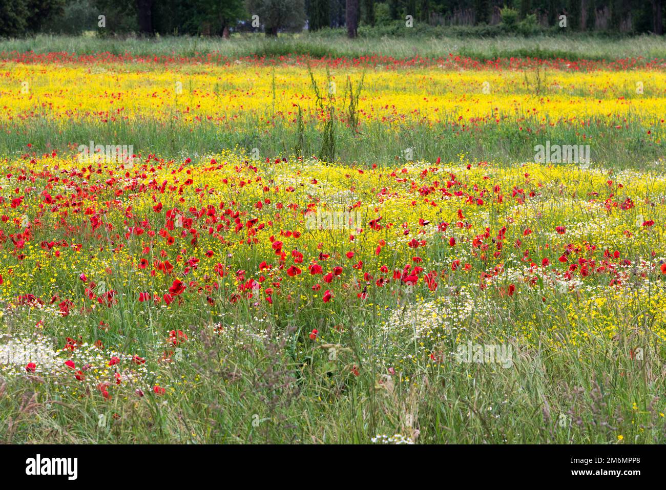 A field of spring flowers in Castiglione del Lago Province of Perugia ...