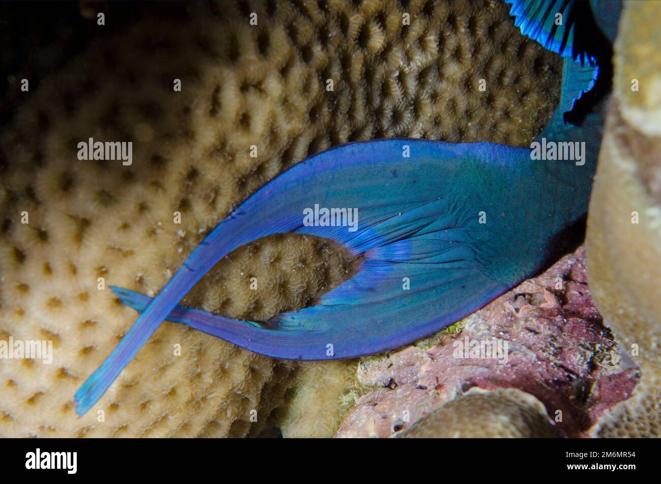 Tail of sleeping Redtooth Triggerfish, Odonus niger, in coral crevice ...
