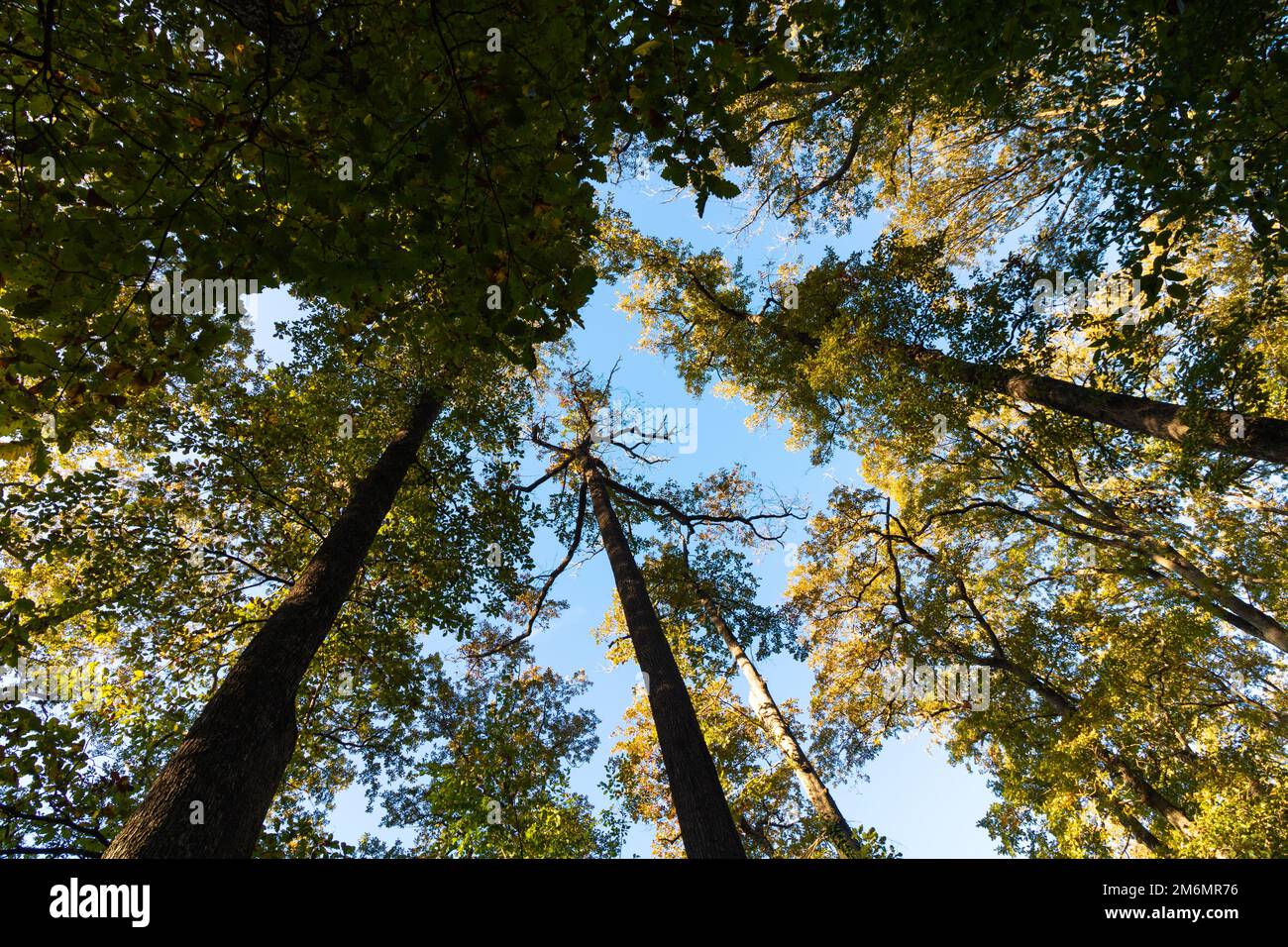 Trees from below or low angle view. Carbon net zero concept background ...