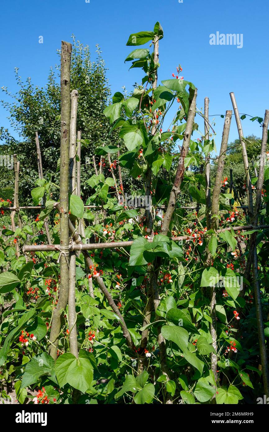 Runner Beans flowering in an English garden Stock Photo - Alamy