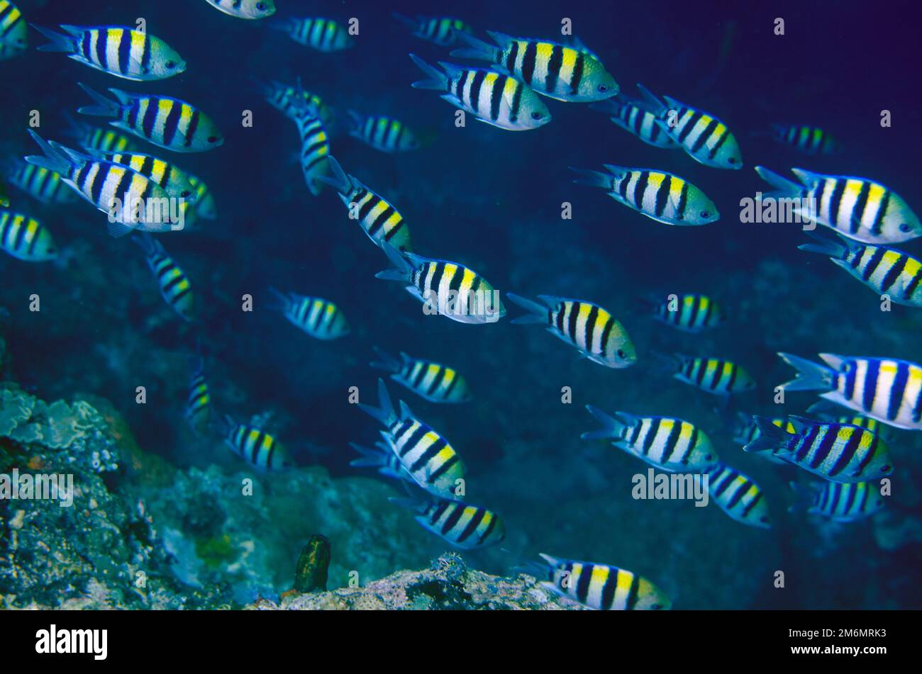 School of Indo-Pacific Sergeant Damselfish, Abudefduf vaigiensis, Post ...