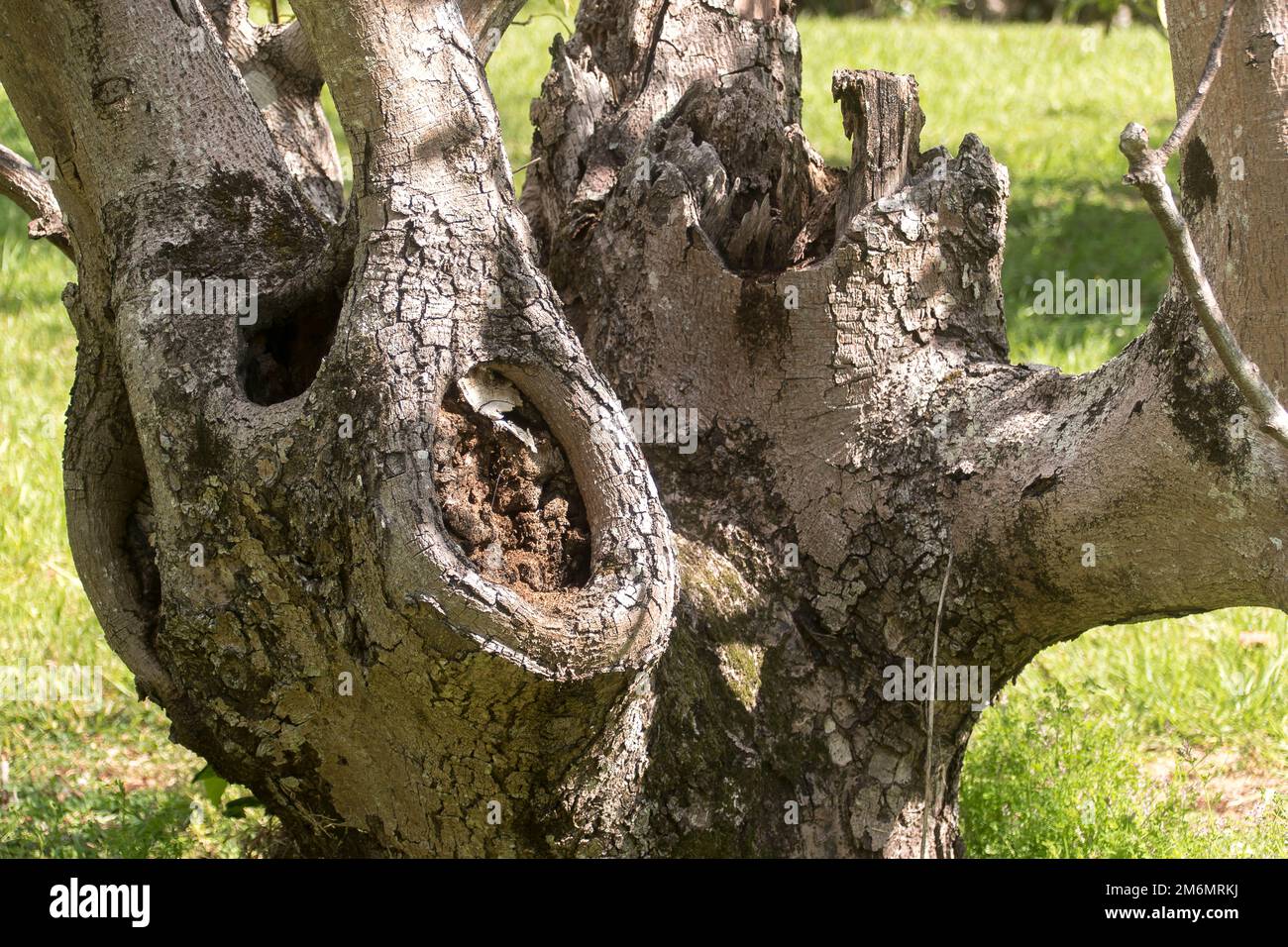 Old hass avocado tree hi-res stock photography and images - Alamy