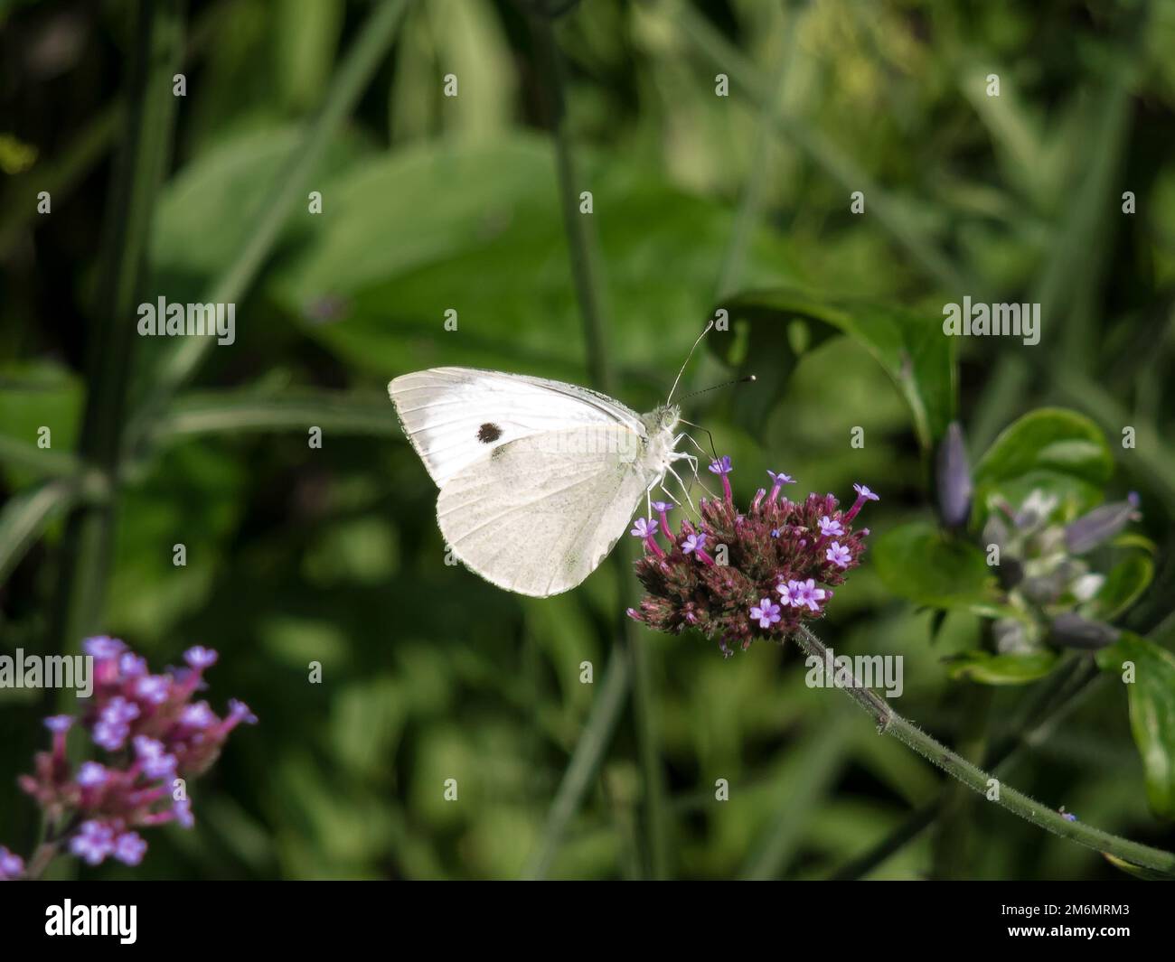 Small White (Pieris rapae) Butterfly Stock Photo - Alamy