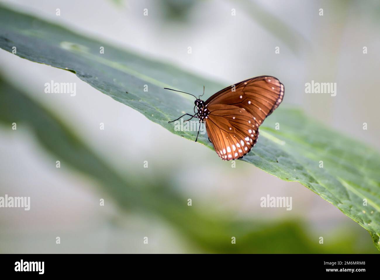 Common Crow Butterfly (Euploea core Stock Photo - Alamy