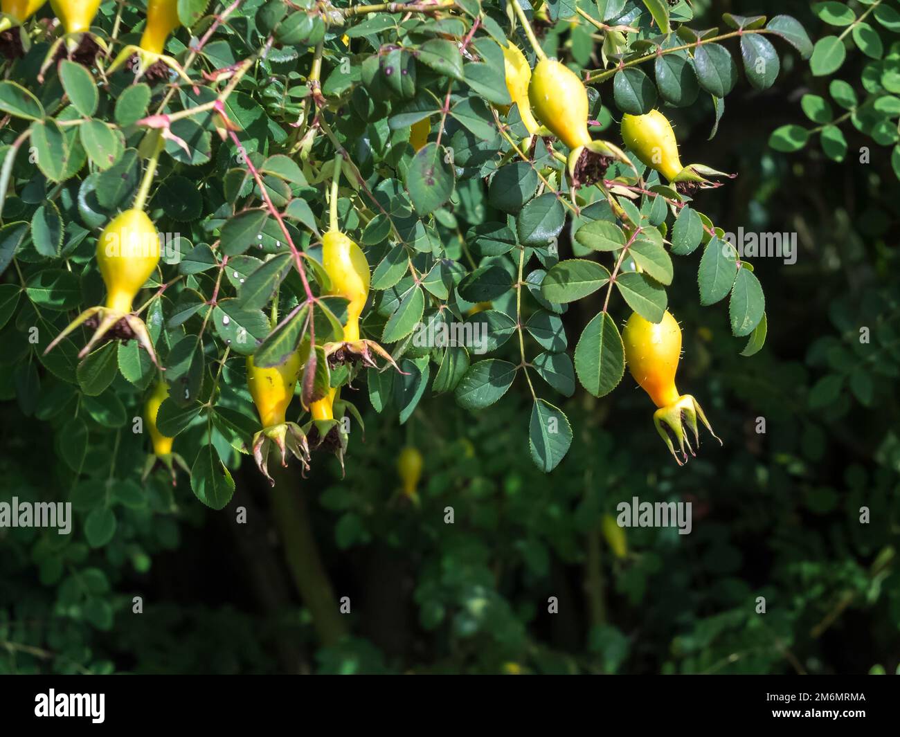 Cultivated Rose Hips in a Kent garden Stock Photo - Alamy