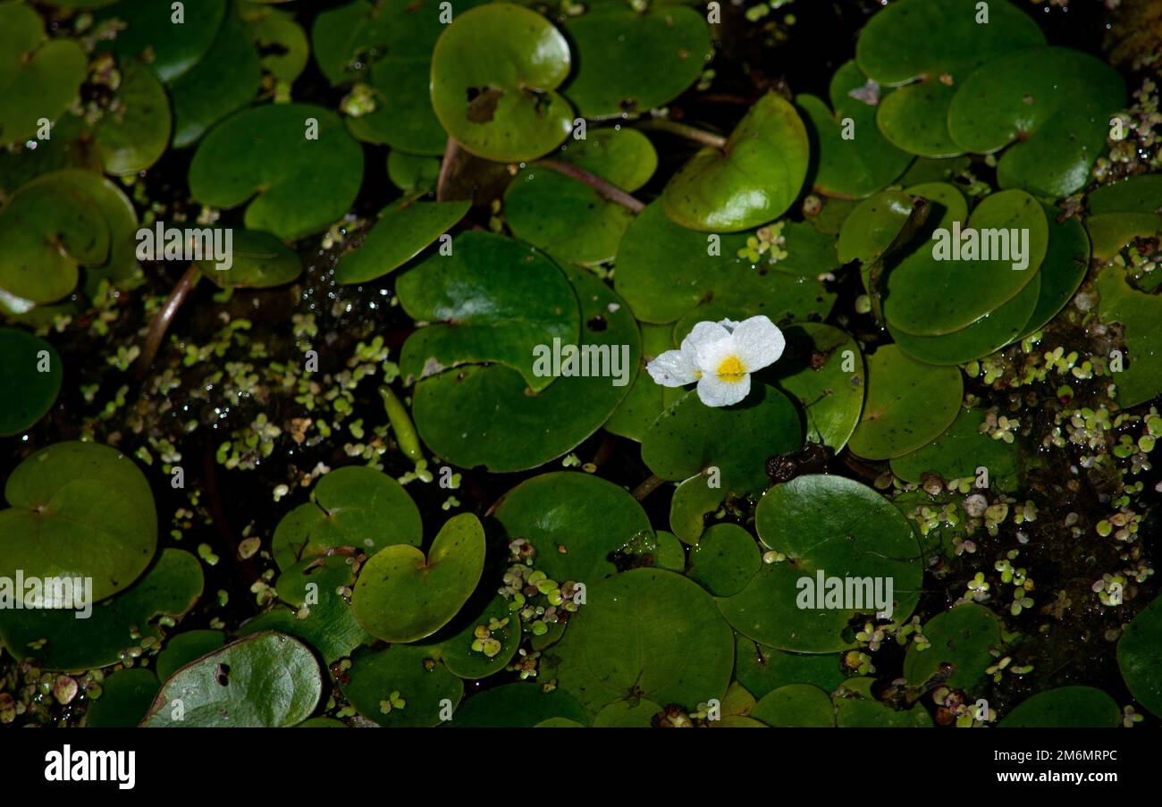 Frogbit plant pond hi-res stock photography and images - Alamy